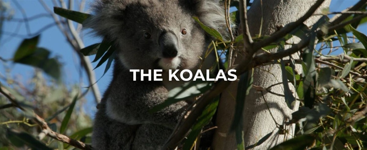 The Koalas - A Movie....About Survival | Bellingen Memorial Hall